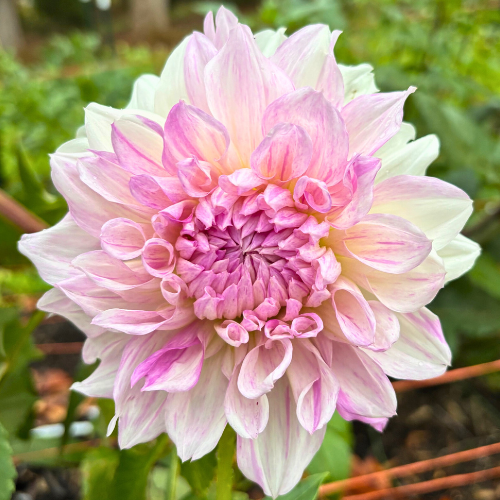 AC Paint Dahlia Tuber – Dahlia Flowers In Bloom