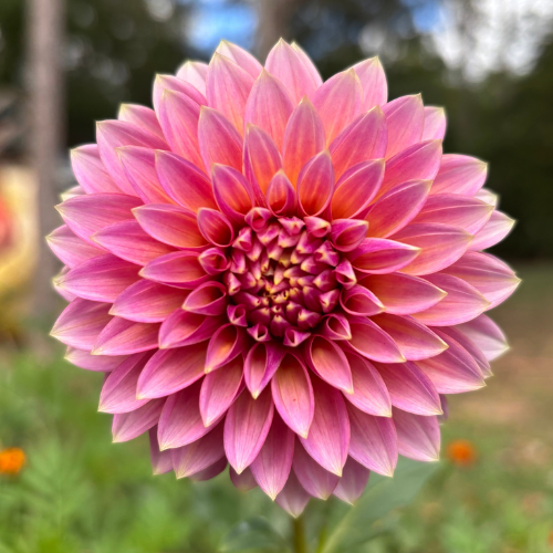 Bloomquist Mojo Dahlia Tuber – Dahlia Flowers In Bloom